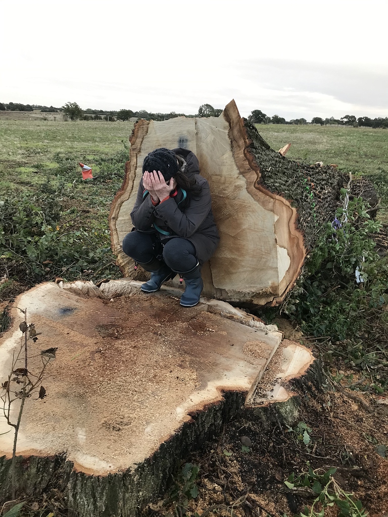 Murder of 300 year old oak at Hunningham, Warks., plus 1000s of other ...